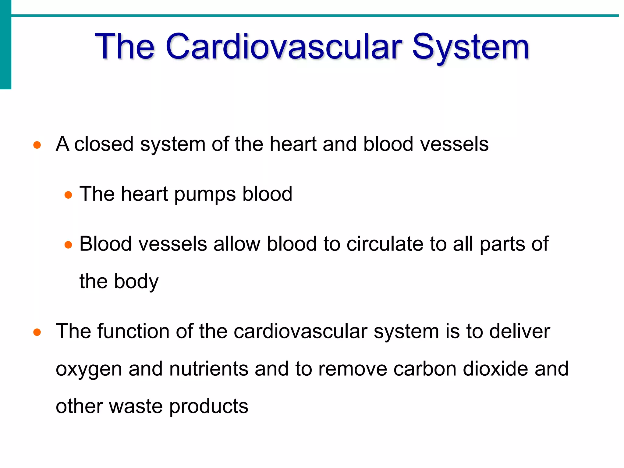 The cardiovascular system.pptx