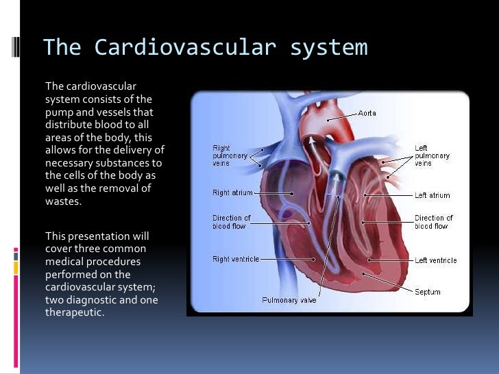 The cardiovascular system – 3 procedures