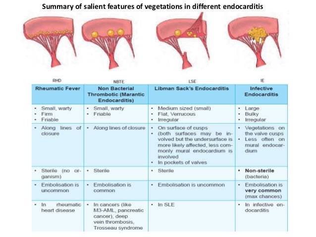 The cardiovascular system part 2