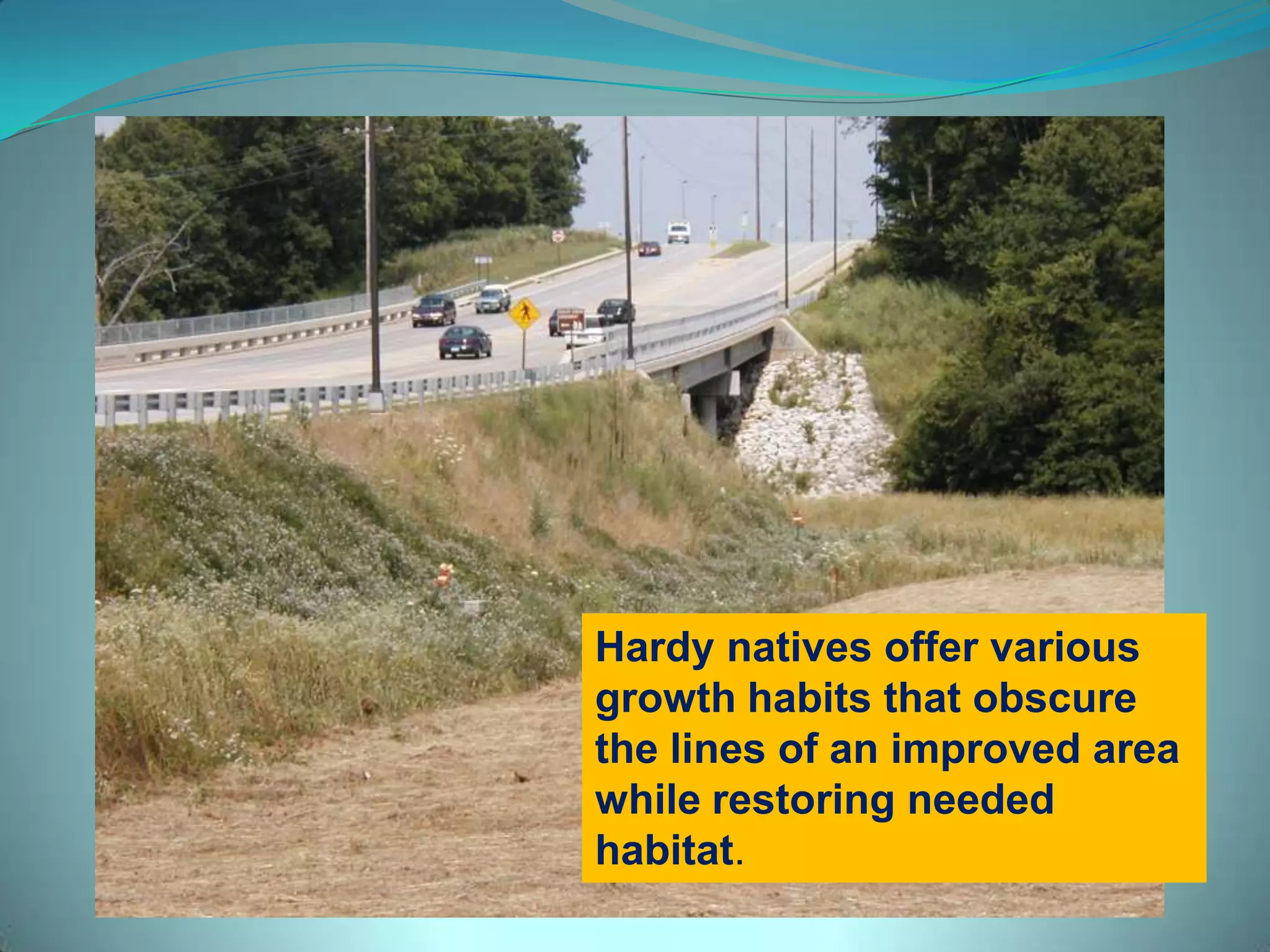 The case for living retaining walls and their movement from niche to ...