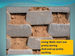 The case for living retaining walls and their movement from niche to ...