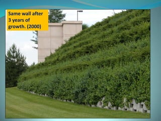 The case for living retaining walls and their movement from niche to ...
