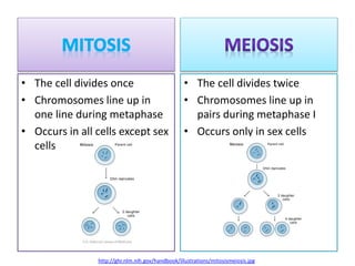 The case of the dividing cell | PPTX