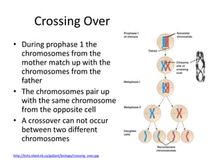 The case of the dividing cell | PPTX