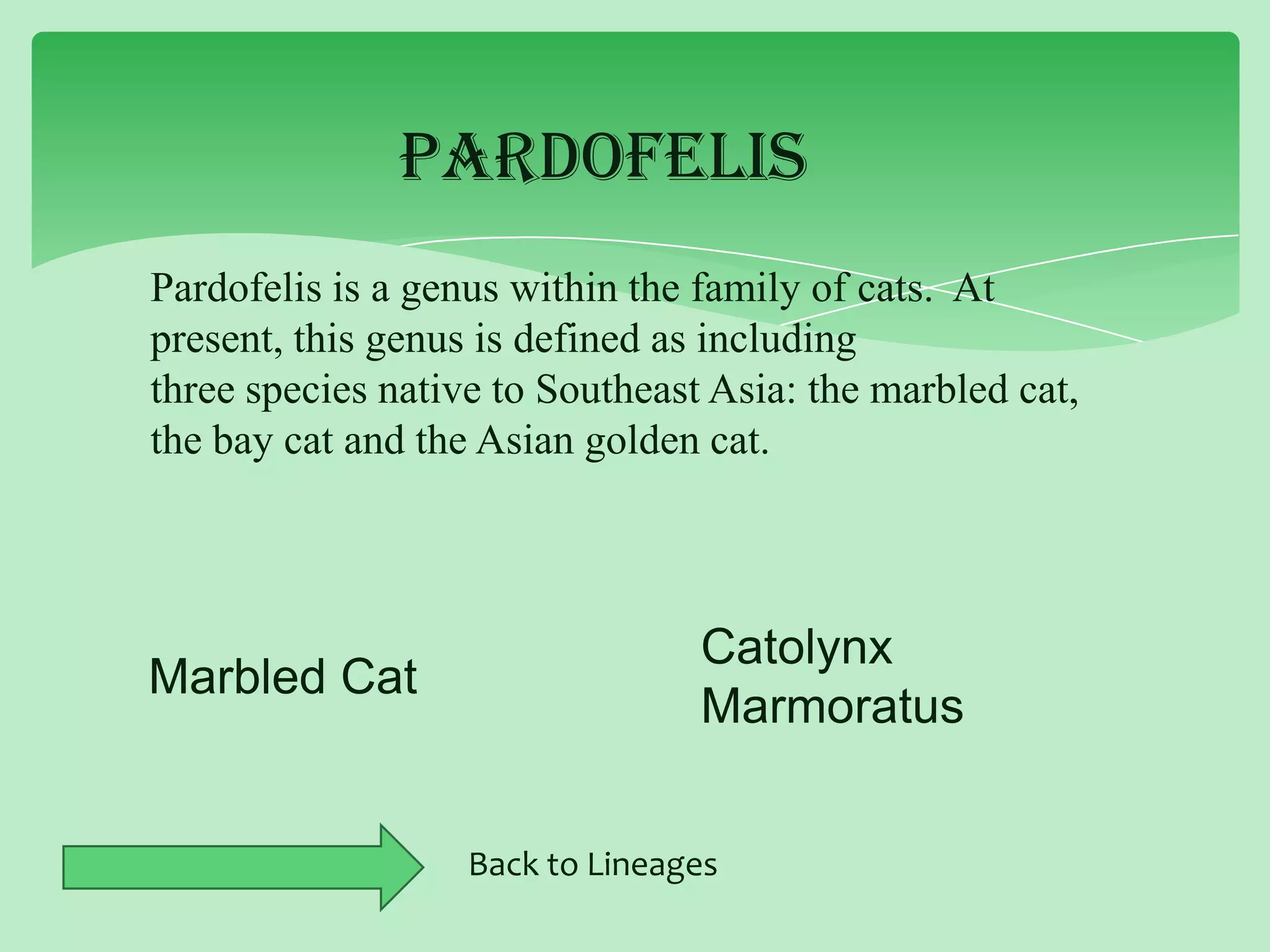 The Cat Family | PPTX