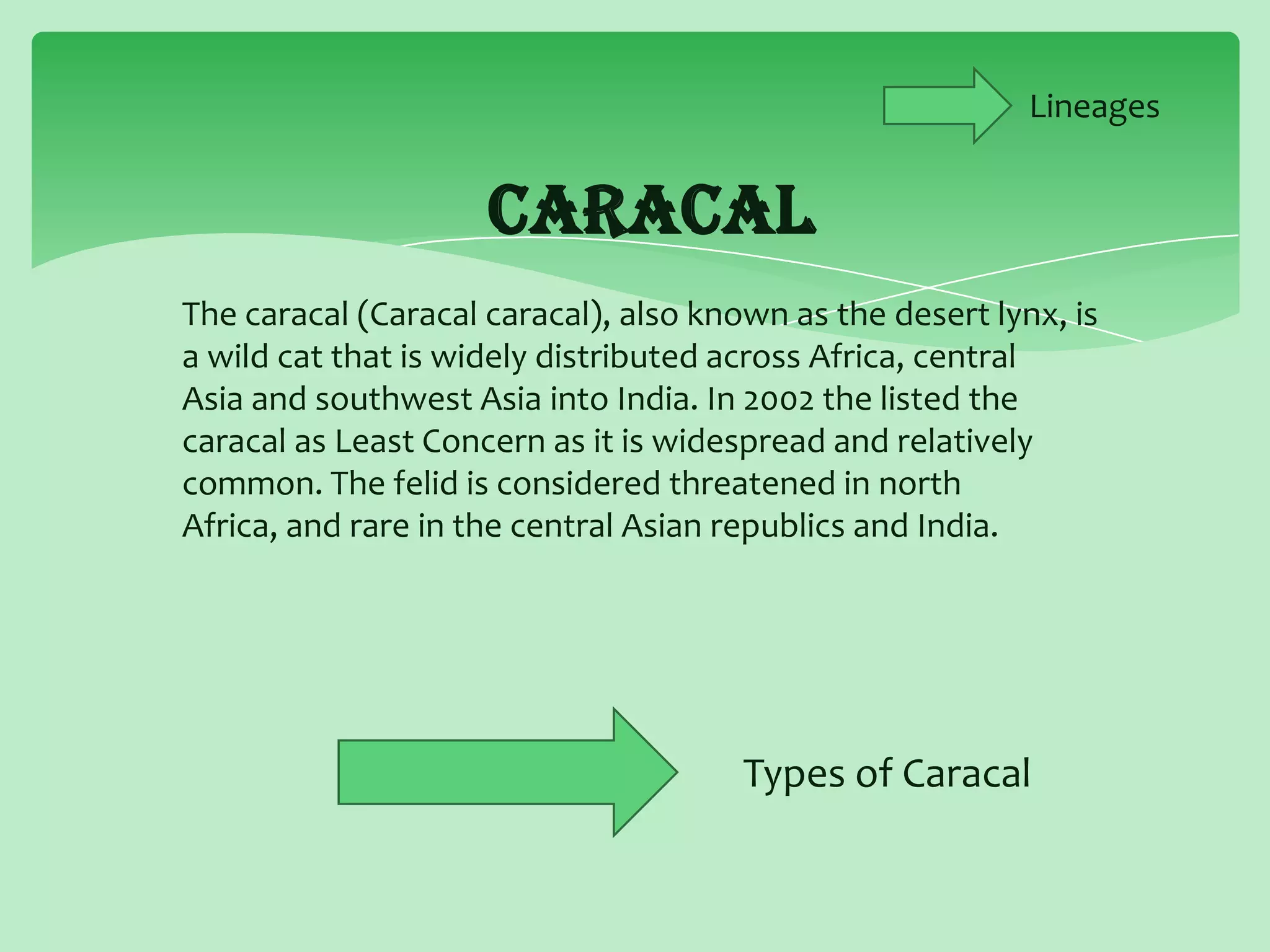 The Cat Family | PPTX