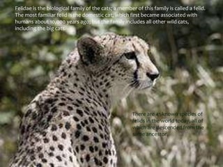 The Cat Family | PPTX