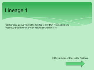 The Cat Family | PPTX