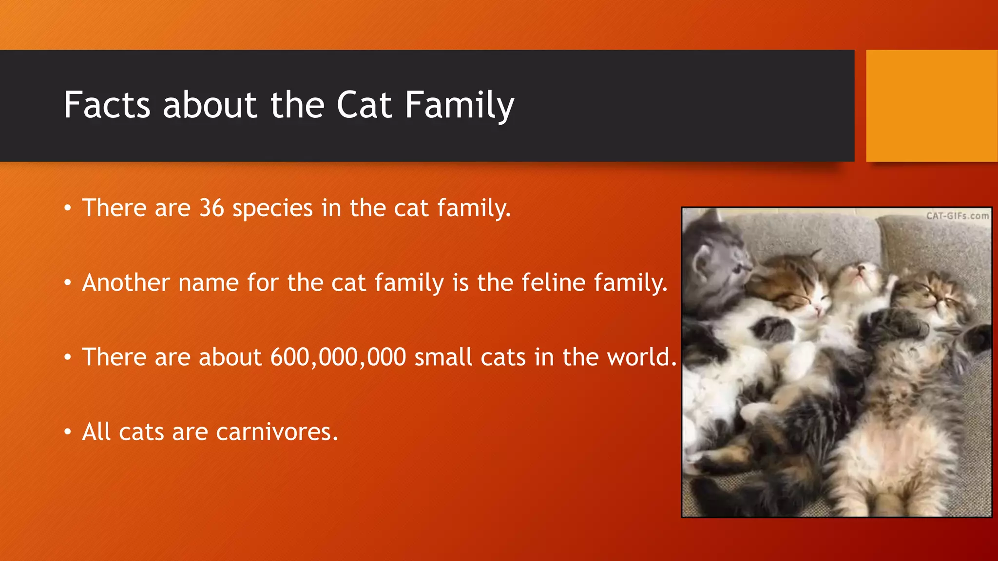 The cat family shreya | PPT