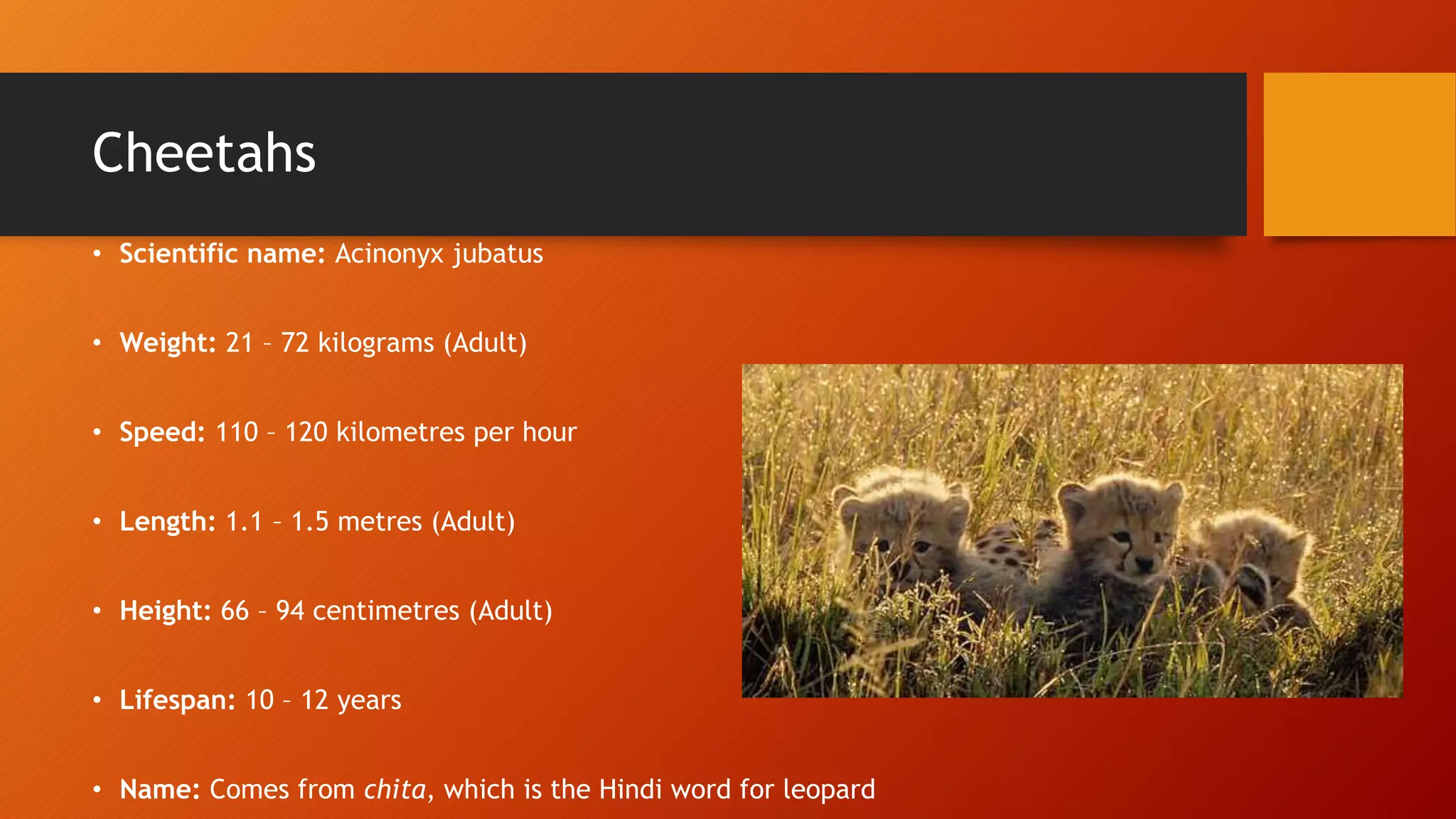 The cat family shreya | PPT