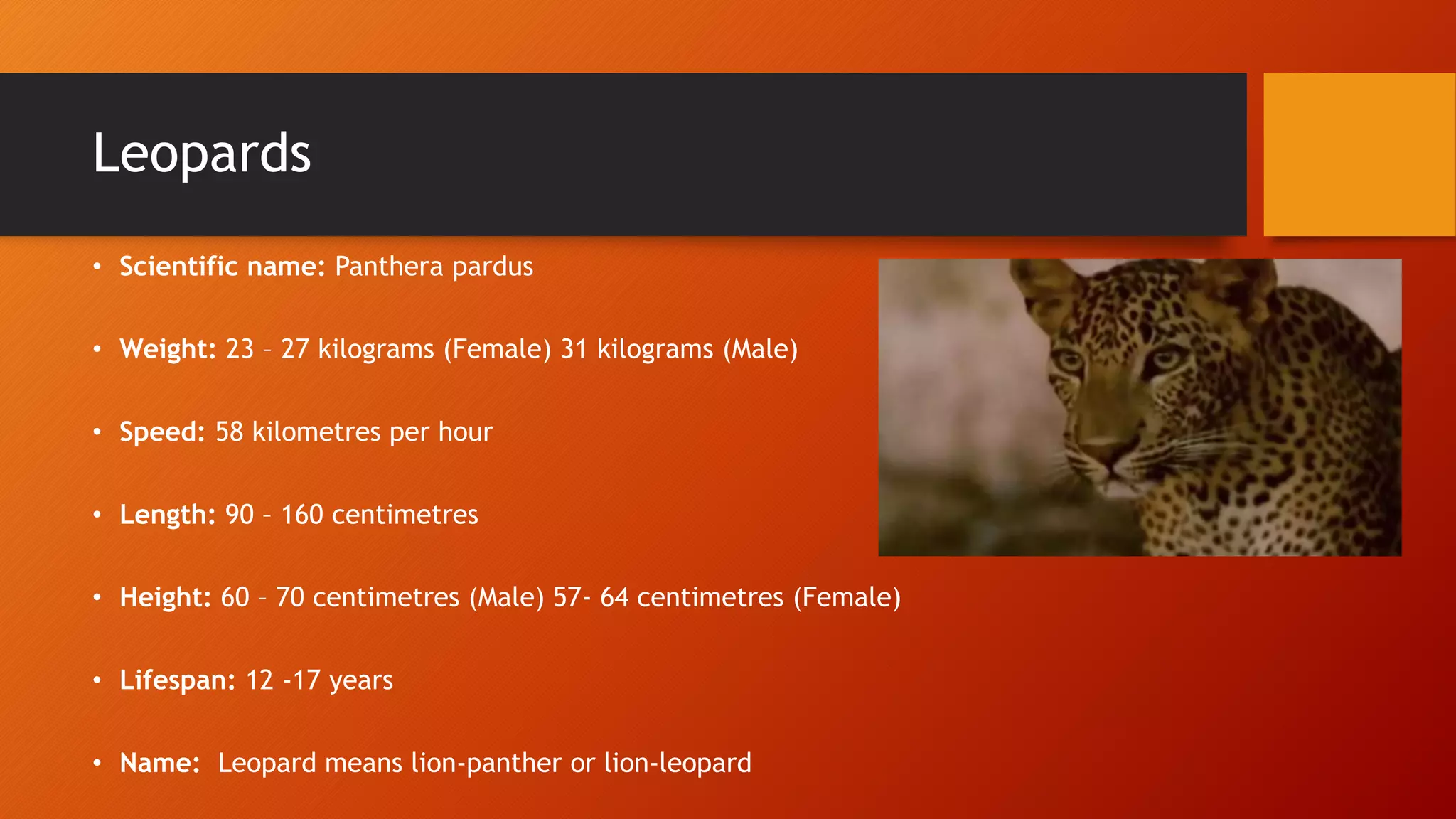 The Cat Family Shreya PPT the-cat-family-shreya-ppt
