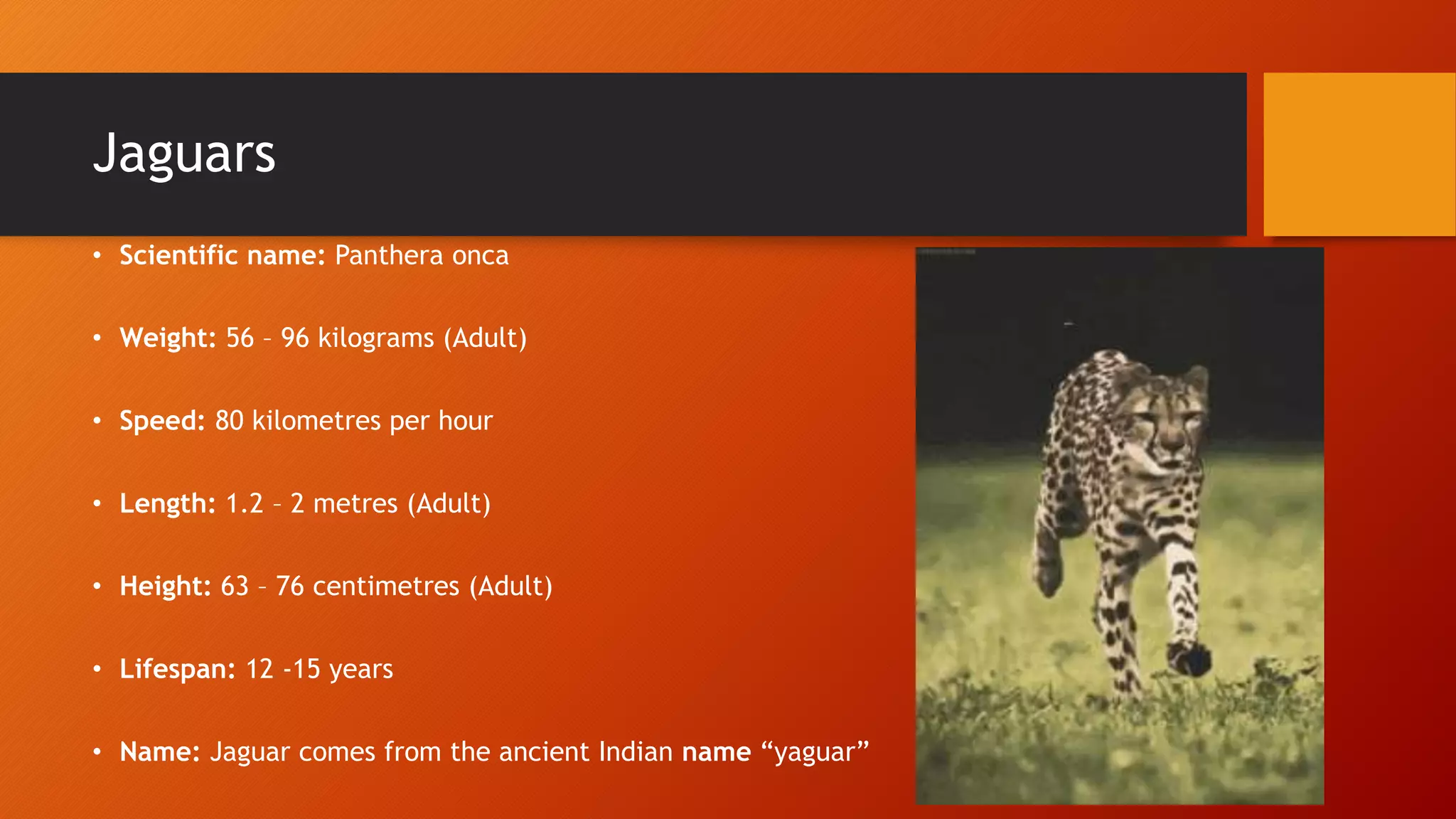 The cat family shreya | PPT