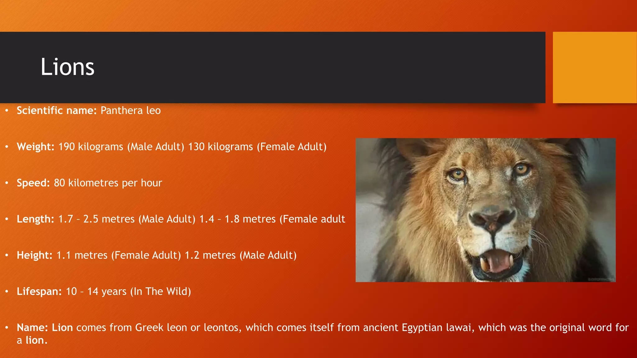 The cat family shreya | PPT