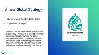 The CBD process in the context of a new global strategy.pdf