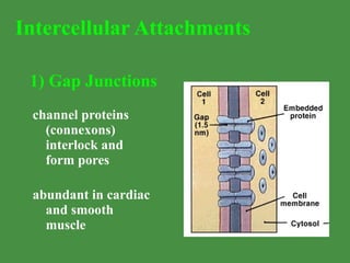 The Cell | PPT | Biological Sciences | Science