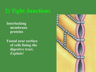 The Cell | PPT | Biological Sciences | Science