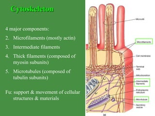 The Cell | PPT