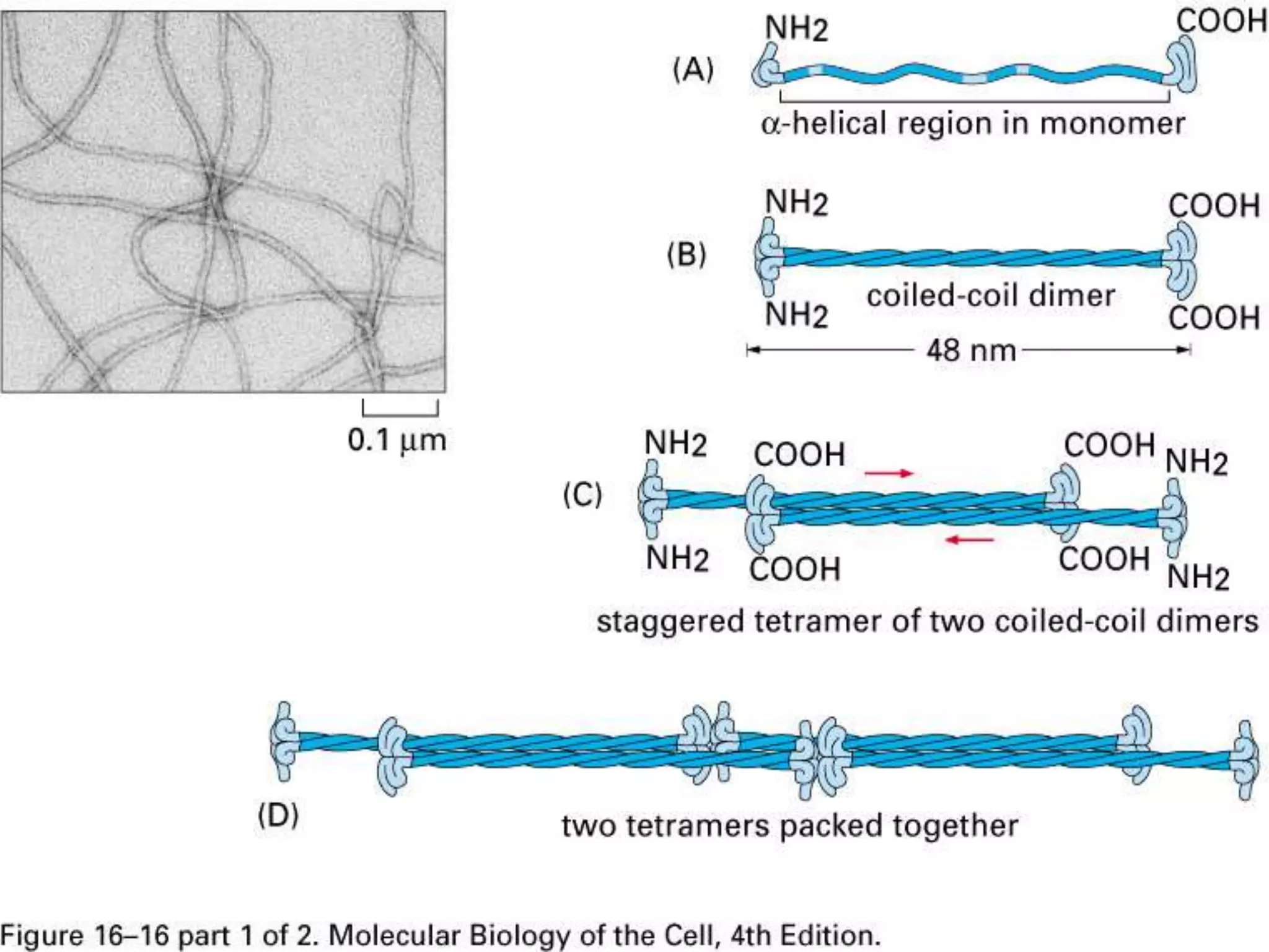 Cytoskeleton | PPTX