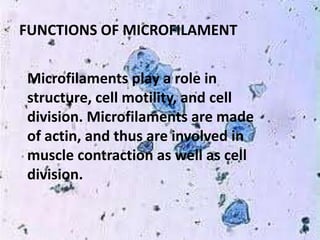 Cytoskeleton | PPTX