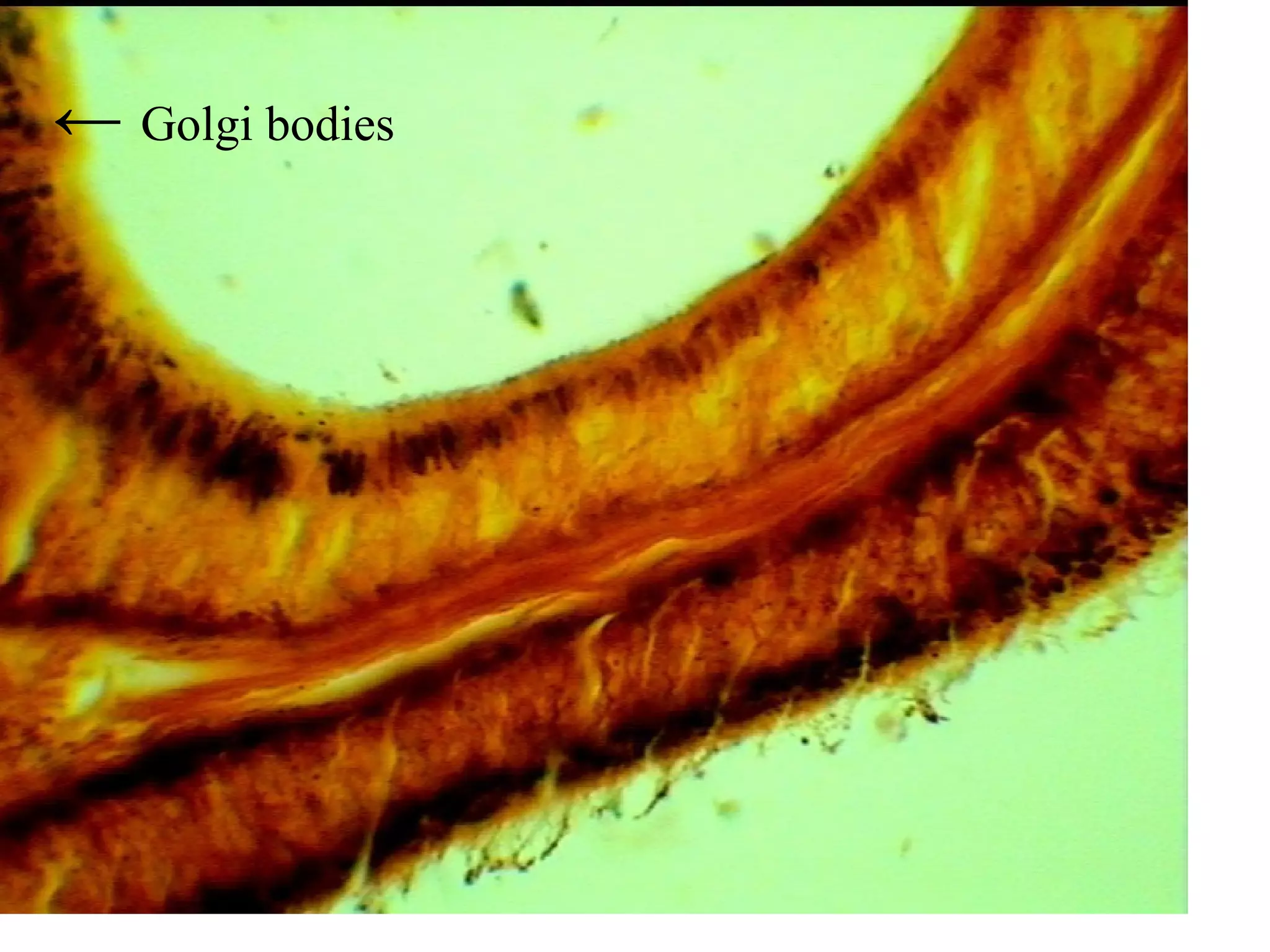 The Cell Ppt