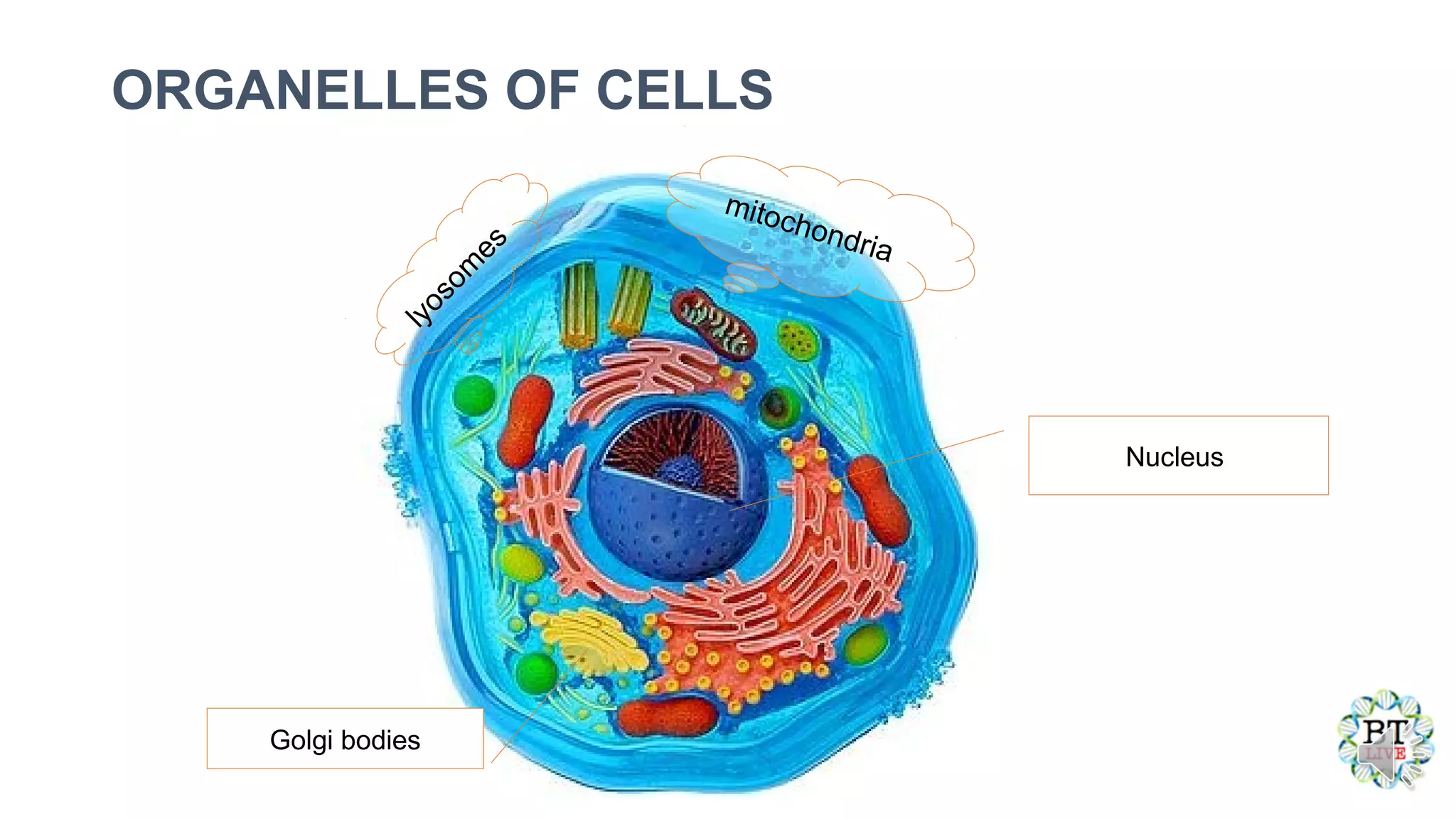 The cell - basic structure and organelles | PPT
