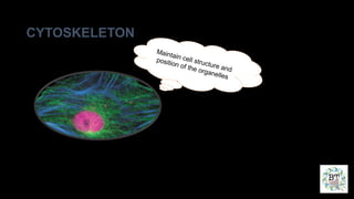 The cell - basic structure and organelles | PPT
