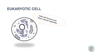 The cell - basic structure and organelles | PPT