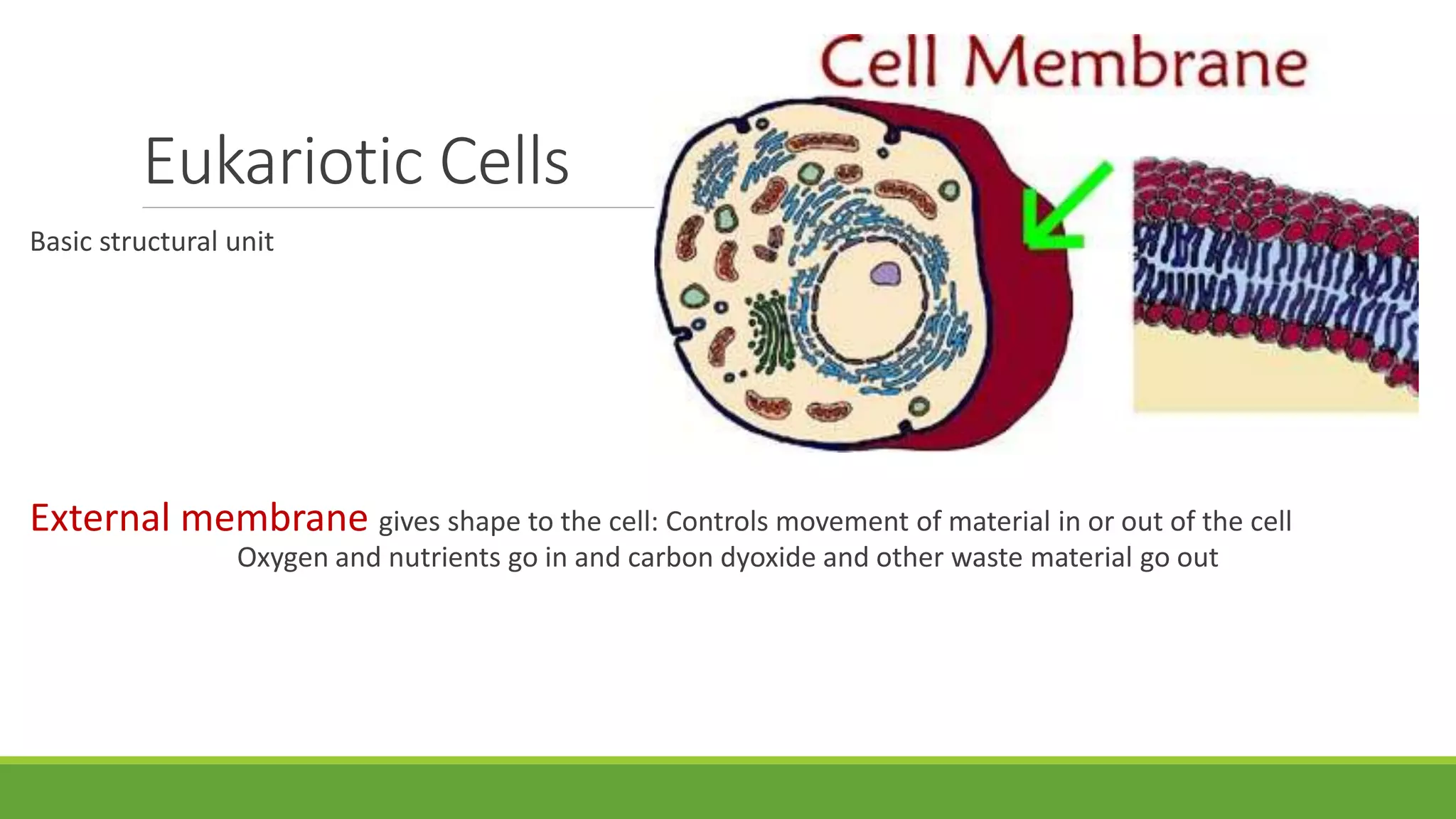 The cell | PPTX