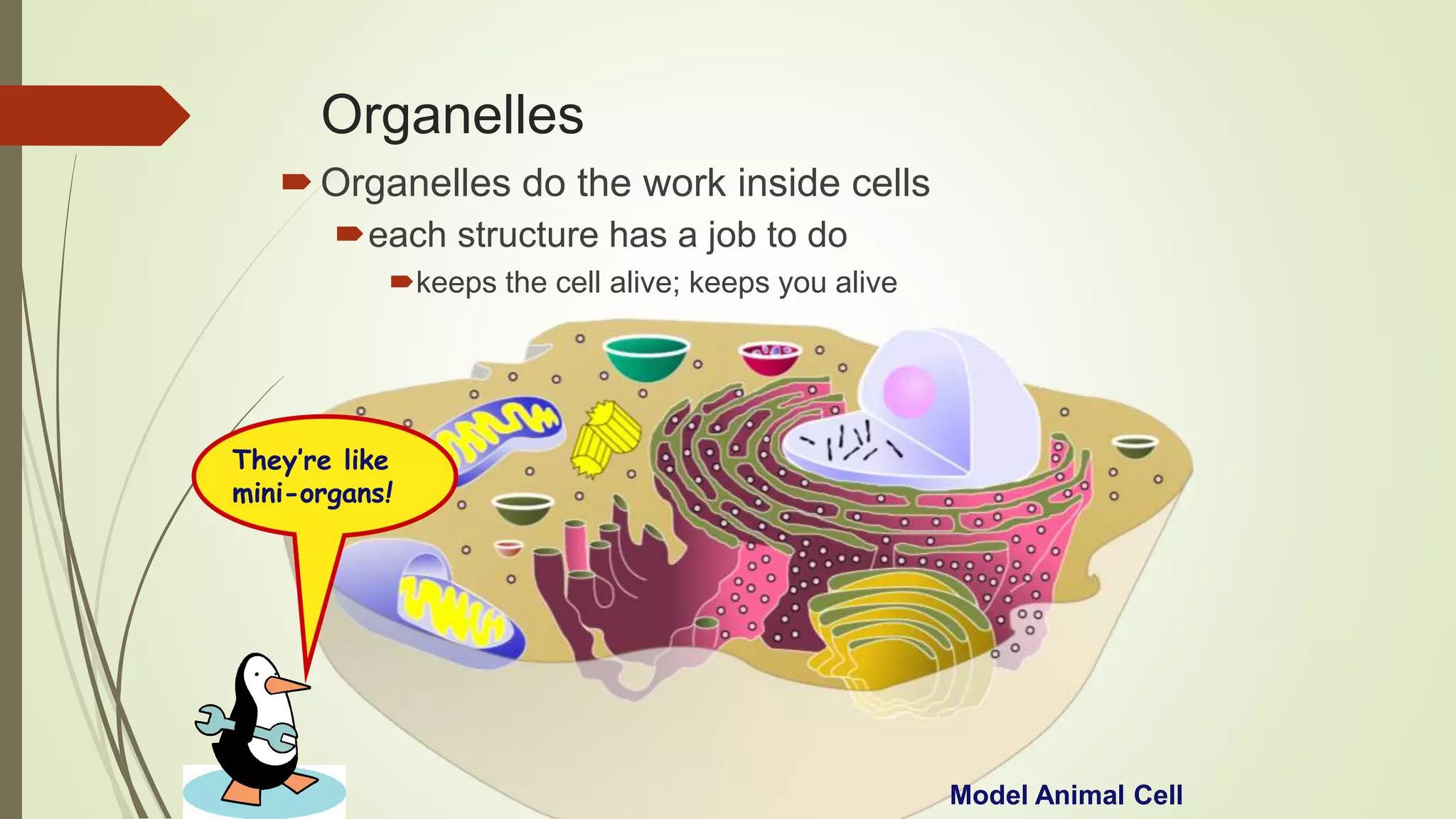 The cell | PPTX