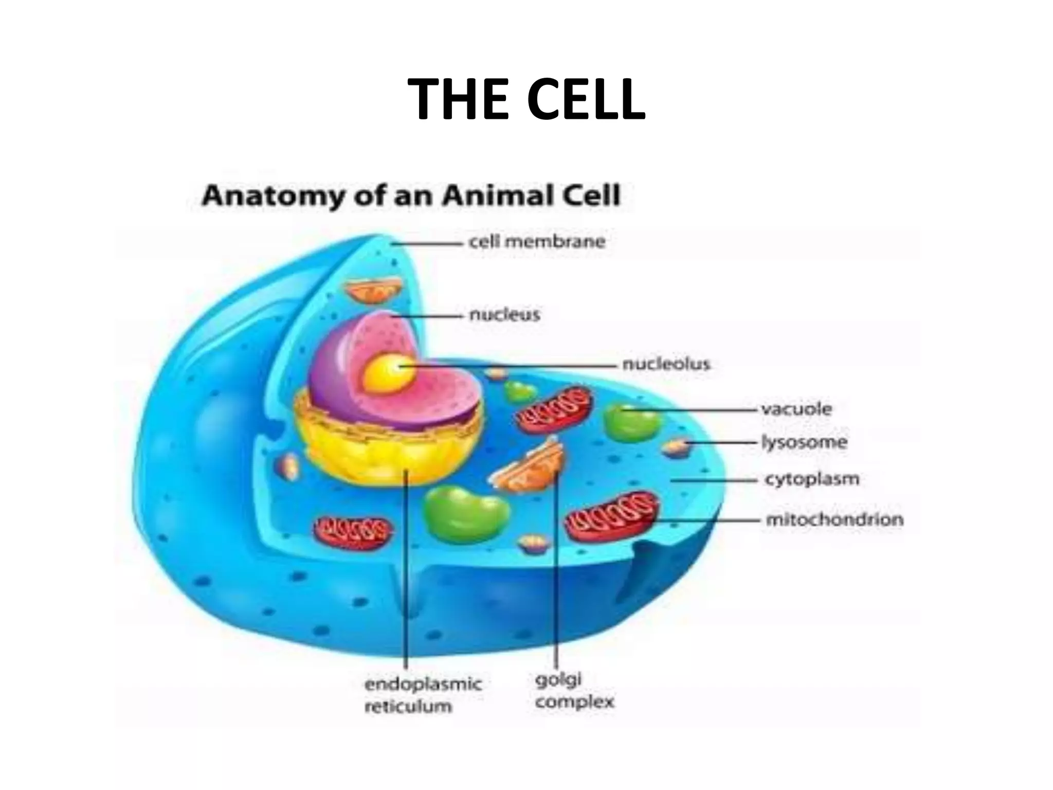 The cell and Cell's Organells | PPTX | Biological Sciences | Science