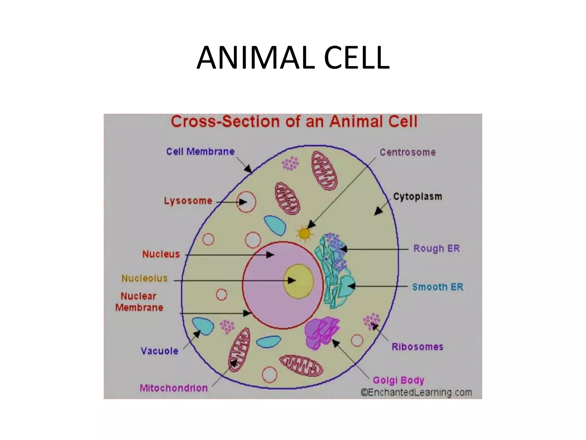 The cell | PPT