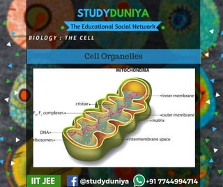 The cell | PDF | Biological Sciences | Science