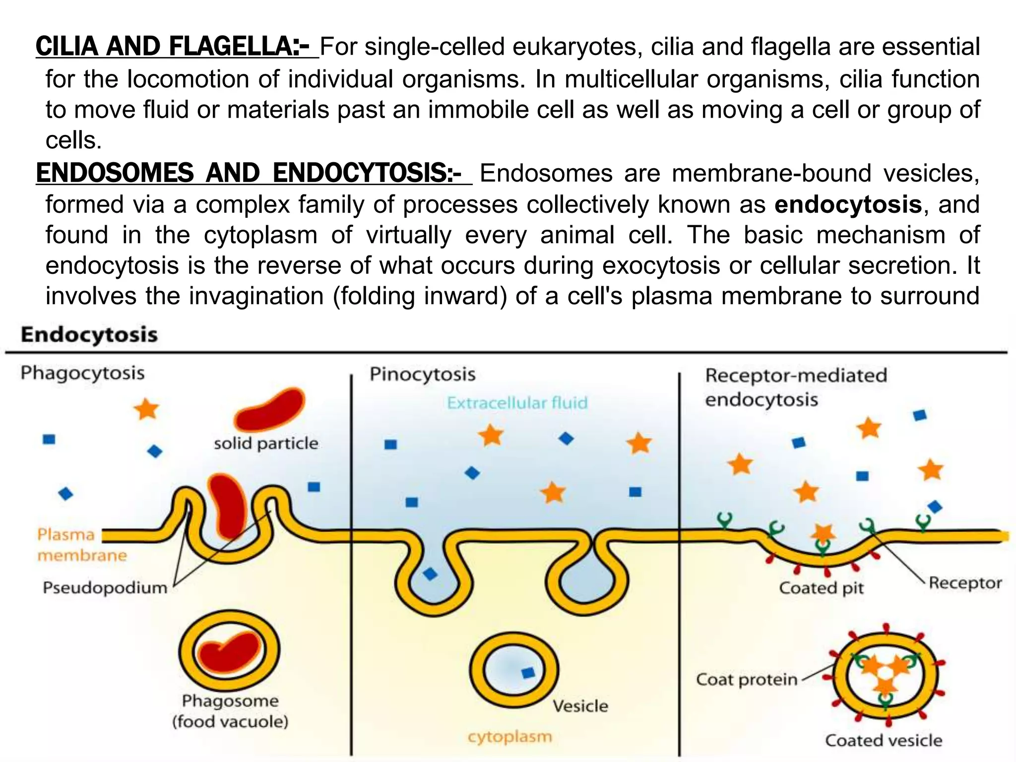 All about cells !!!!!!!!!!!!!!!!!!!!!!!!!!!!! | PDF