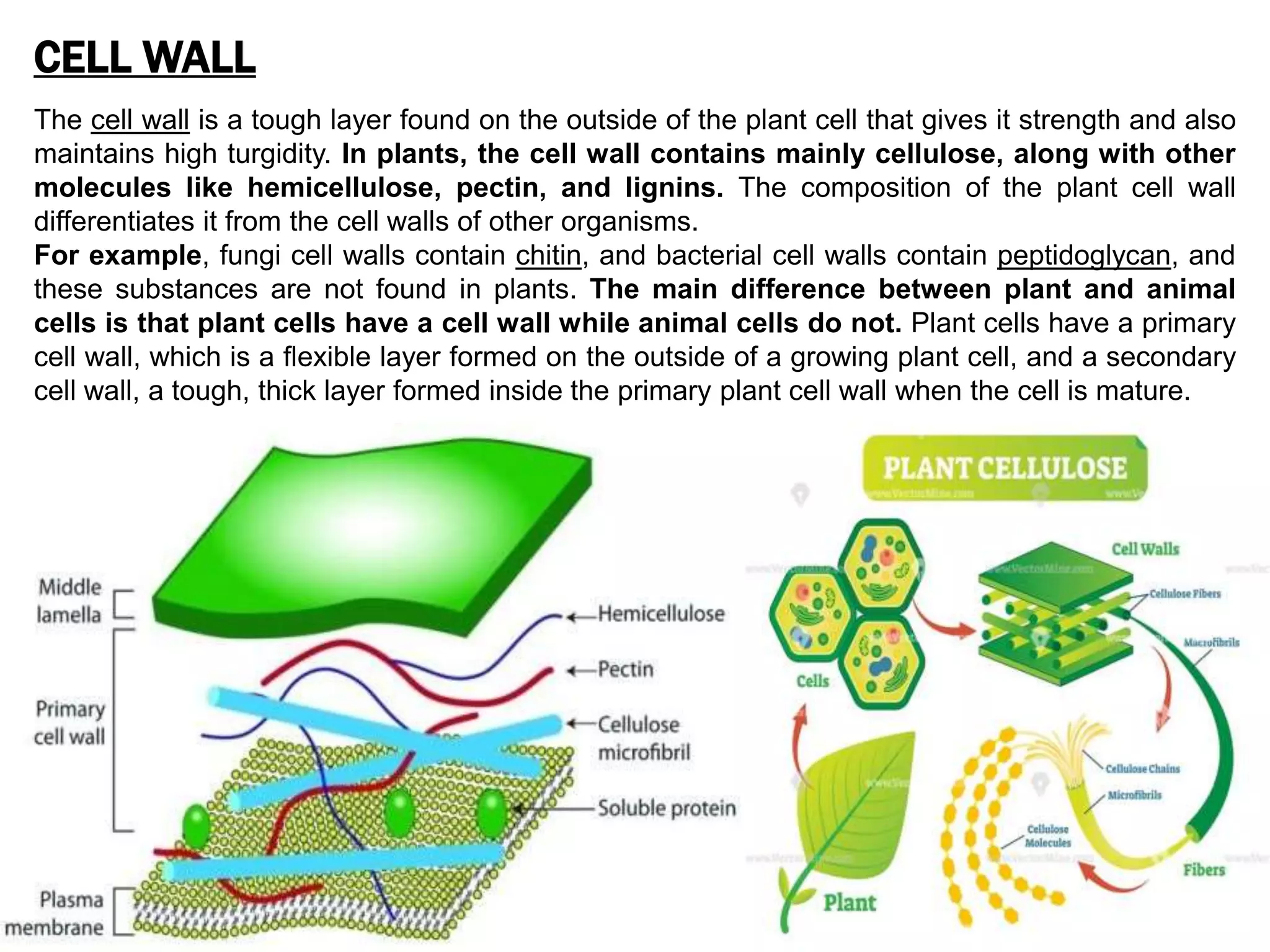 All about cells !!!!!!!!!!!!!!!!!!!!!!!!!!!!! | PDF