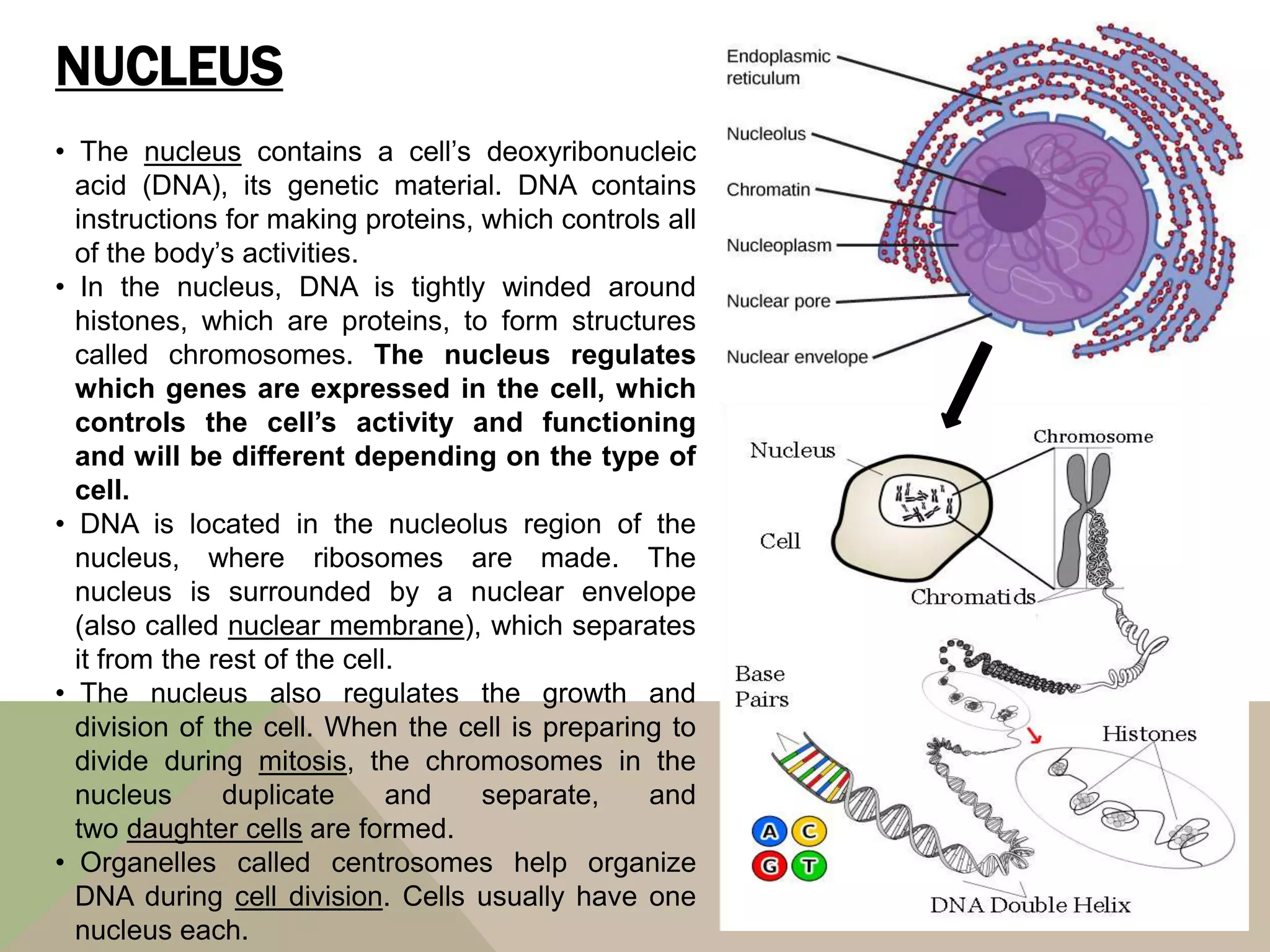 All about cells !!!!!!!!!!!!!!!!!!!!!!!!!!!!! | PDF