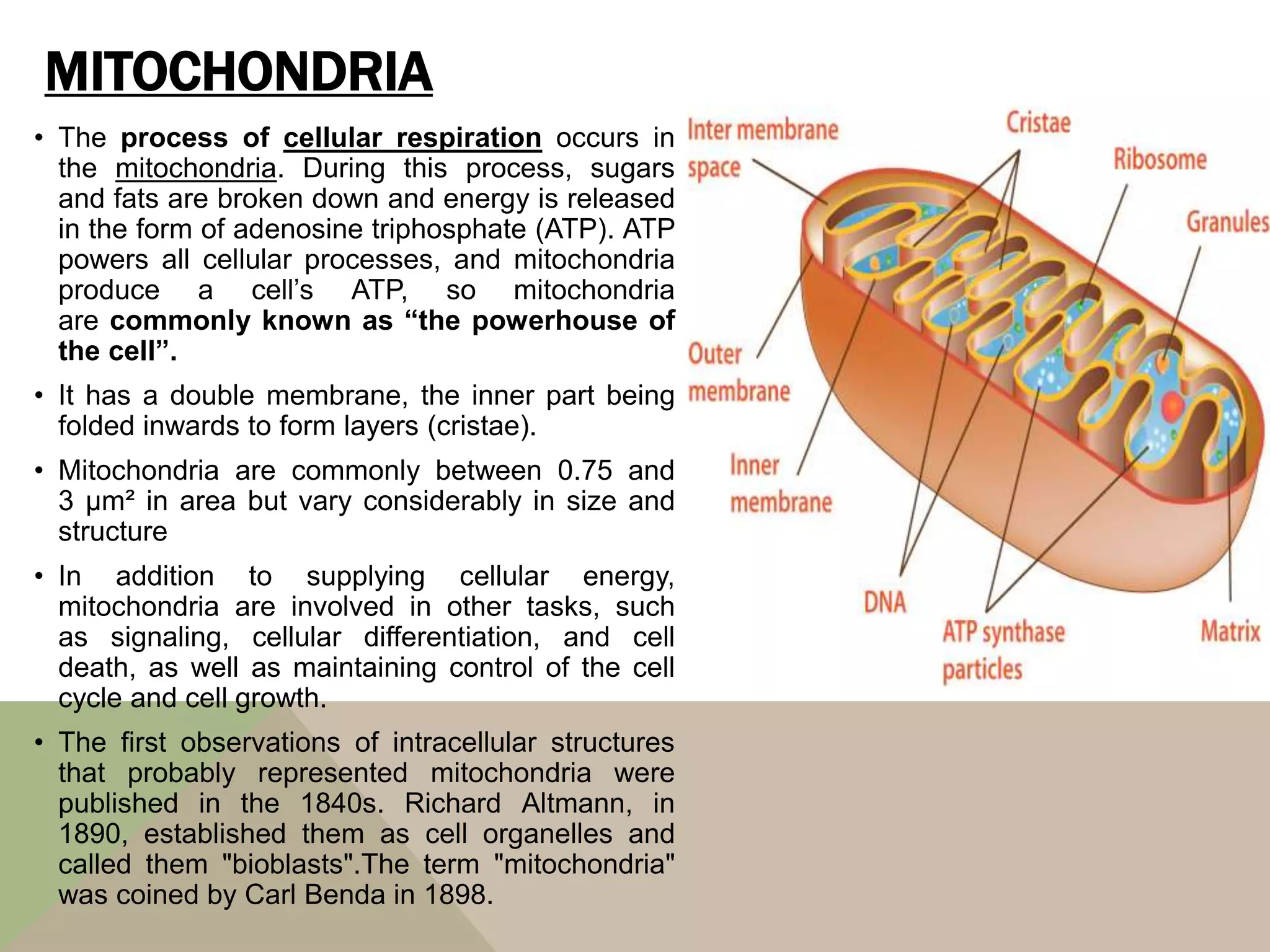 All about cells !!!!!!!!!!!!!!!!!!!!!!!!!!!!! | PDF