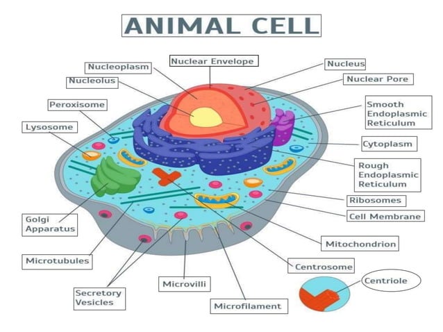 All about cells !!!!!!!!!!!!!!!!!!!!!!!!!!!!! | PPT