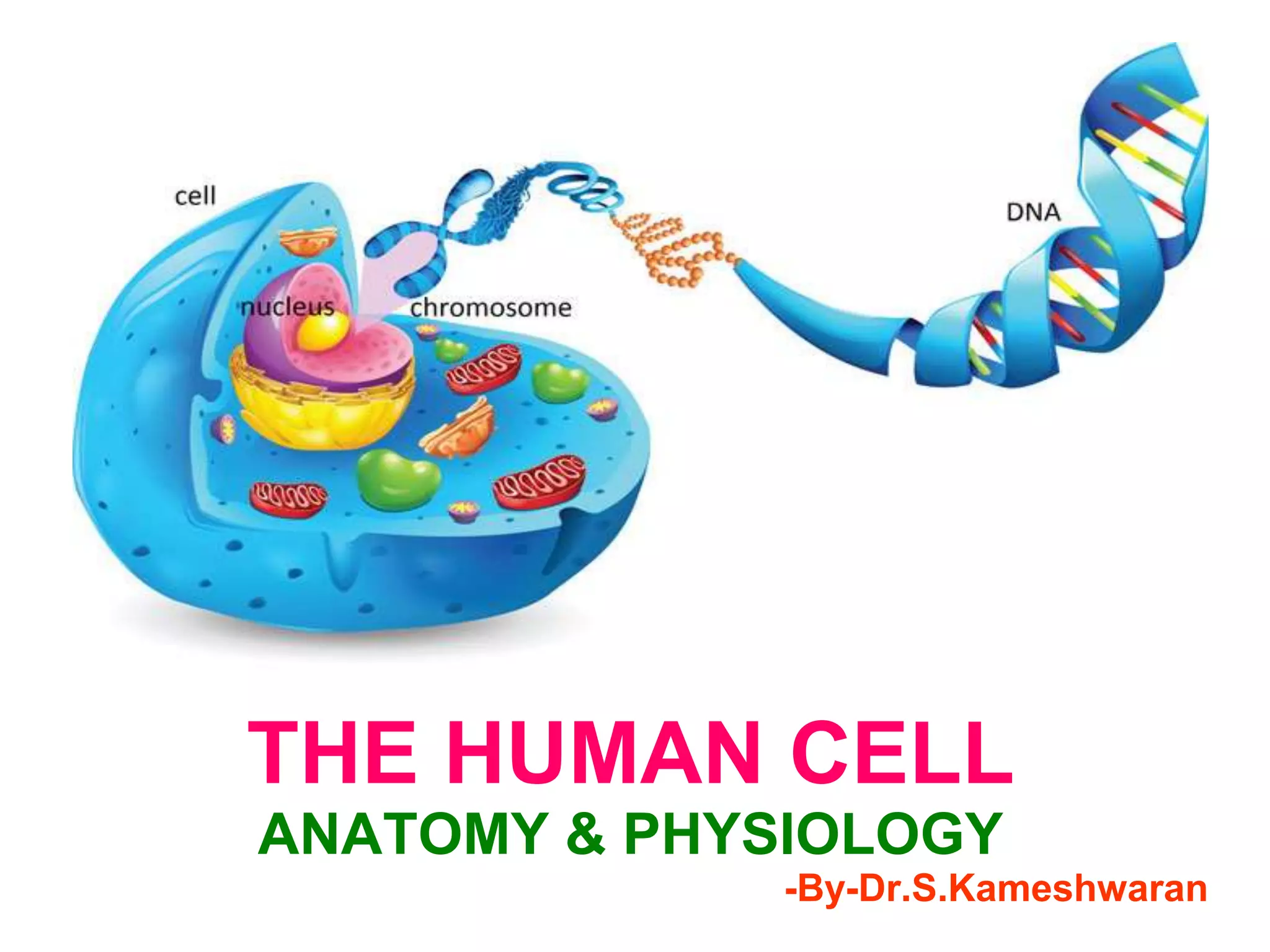 THE HUMAN CELL ANATOMY & PHYSIOLOGY / TRANSPORT ACROSS CELL MEMBRANE ...