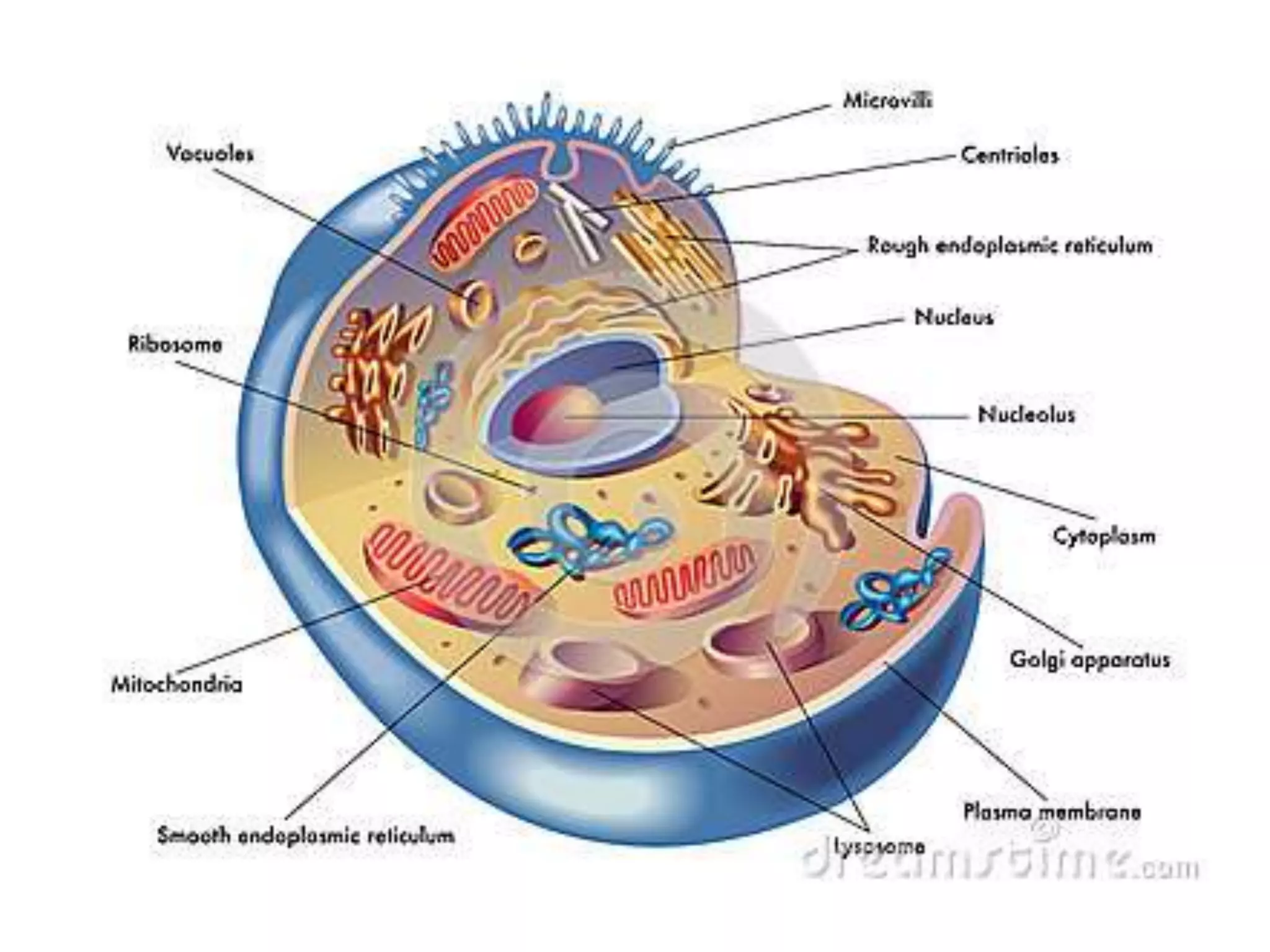 THE HUMAN CELL ANATOMY & PHYSIOLOGY / TRANSPORT ACROSS CELL MEMBRANE ...