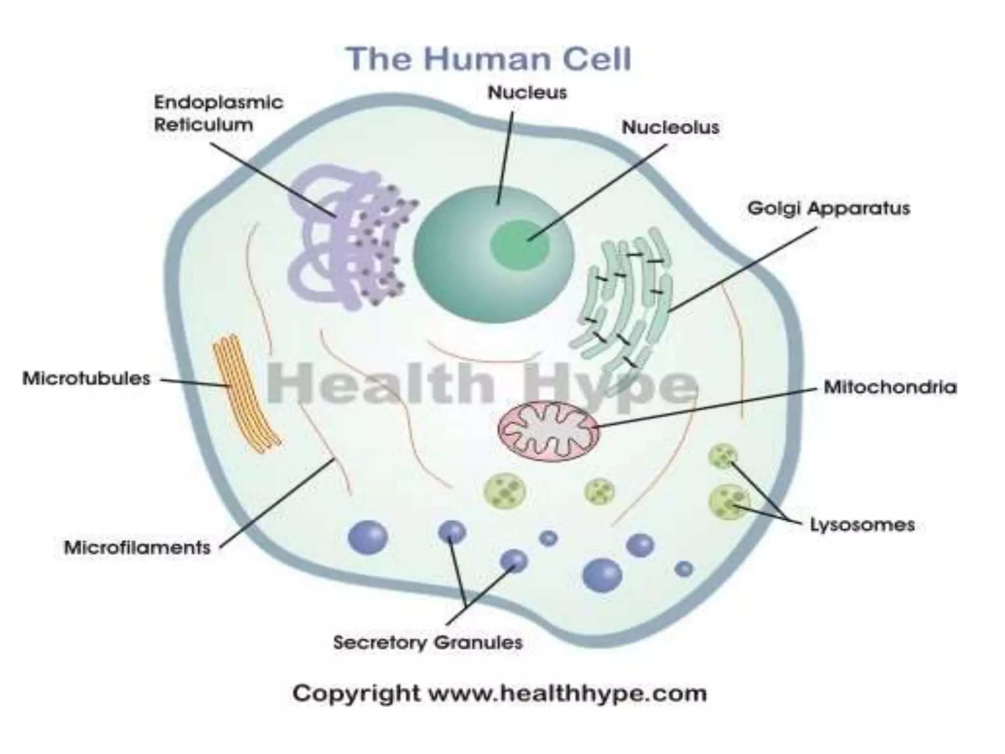 THE HUMAN CELL ANATOMY & PHYSIOLOGY / TRANSPORT ACROSS CELL MEMBRANE ...