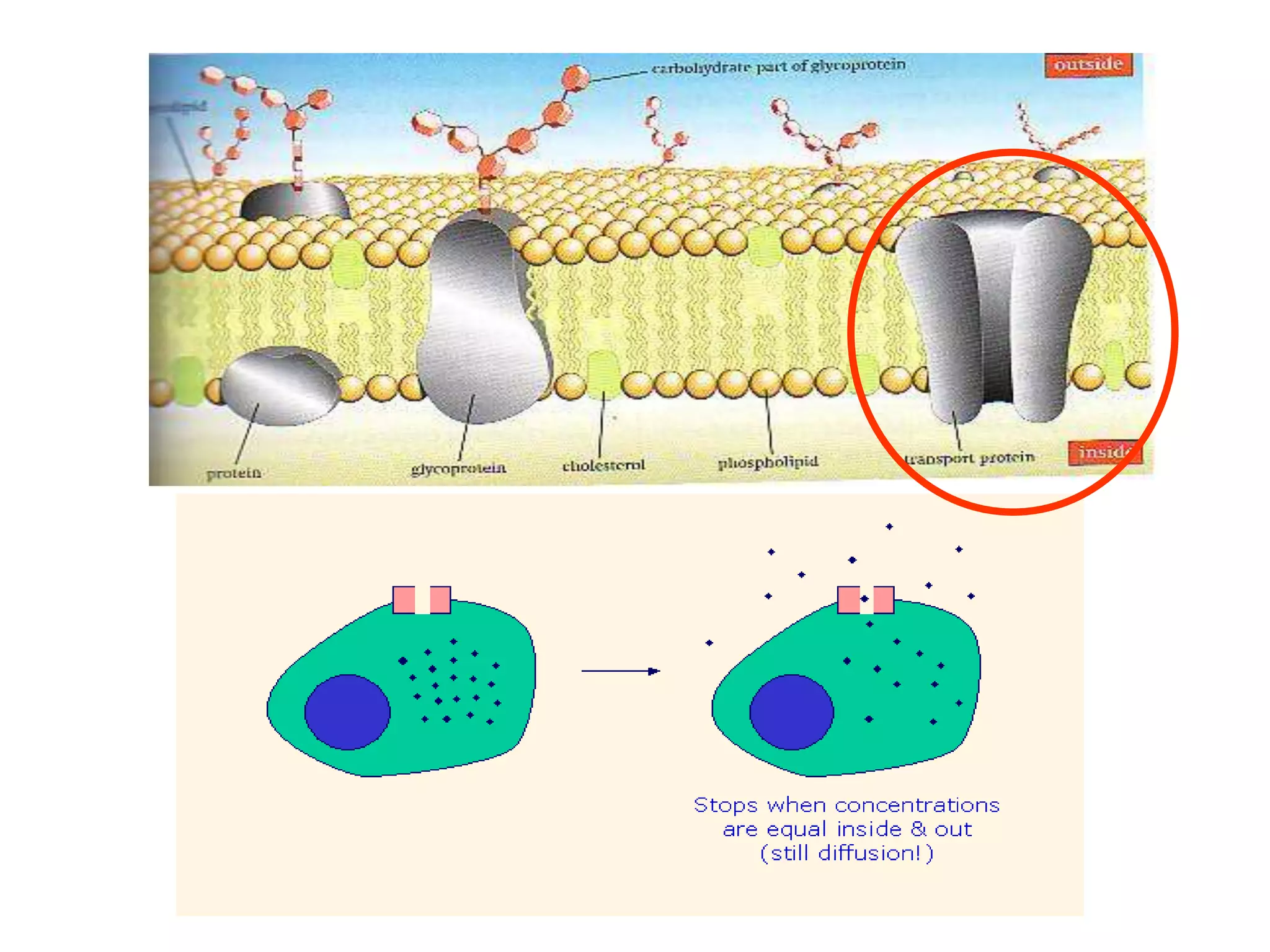 THE HUMAN CELL ANATOMY & PHYSIOLOGY / TRANSPORT ACROSS CELL MEMBRANE ...