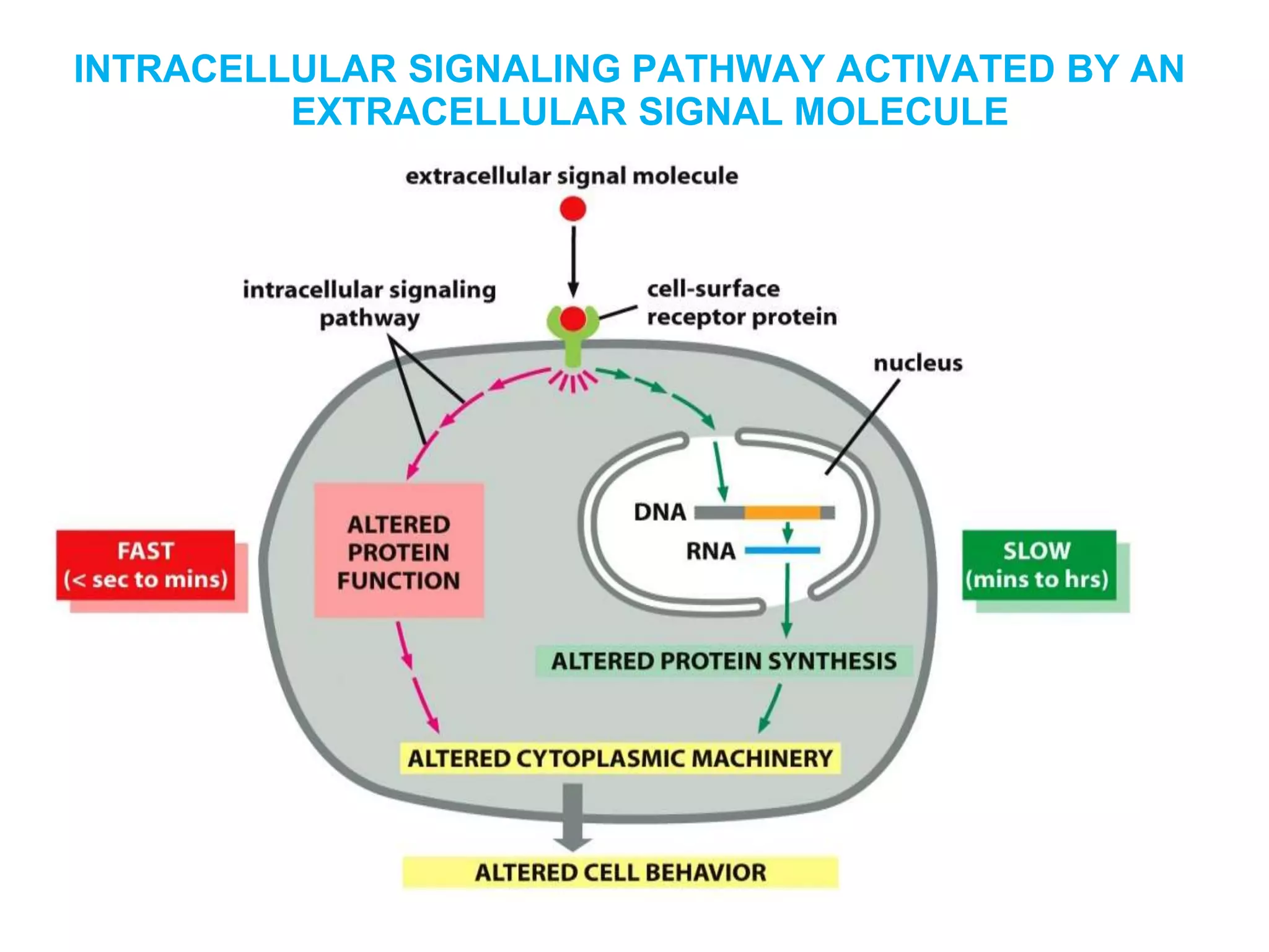 THE HUMAN CELL ANATOMY & PHYSIOLOGY / TRANSPORT ACROSS CELL MEMBRANE ...