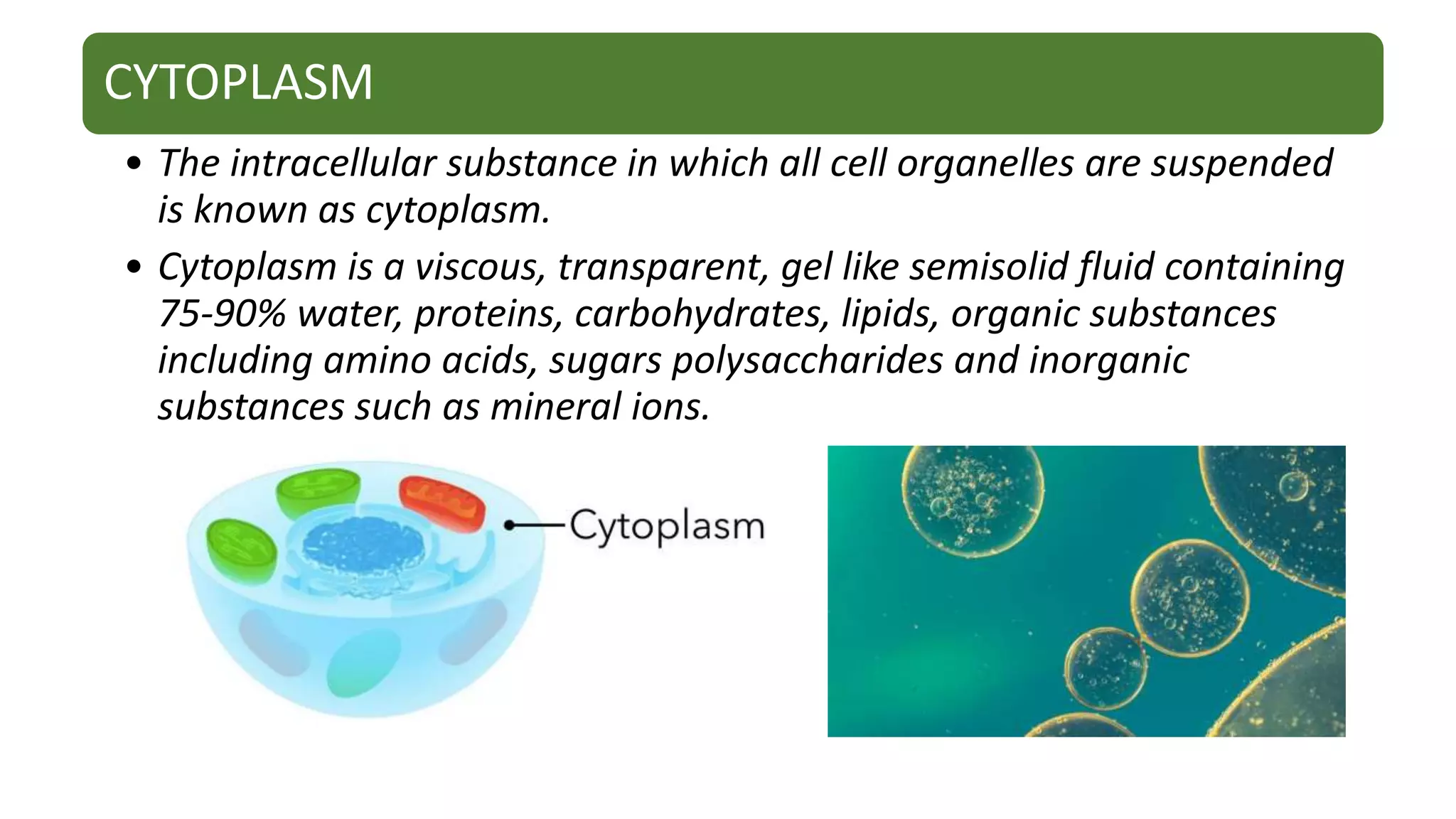 Animal Cell for F Y D. Pharm | PPTX