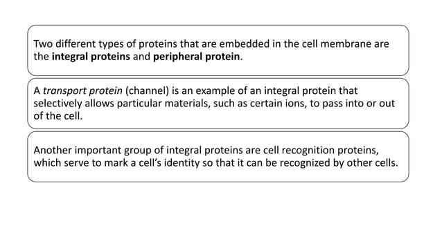 The Animal Cell | PPT