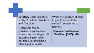 The Animal Cell | PPT