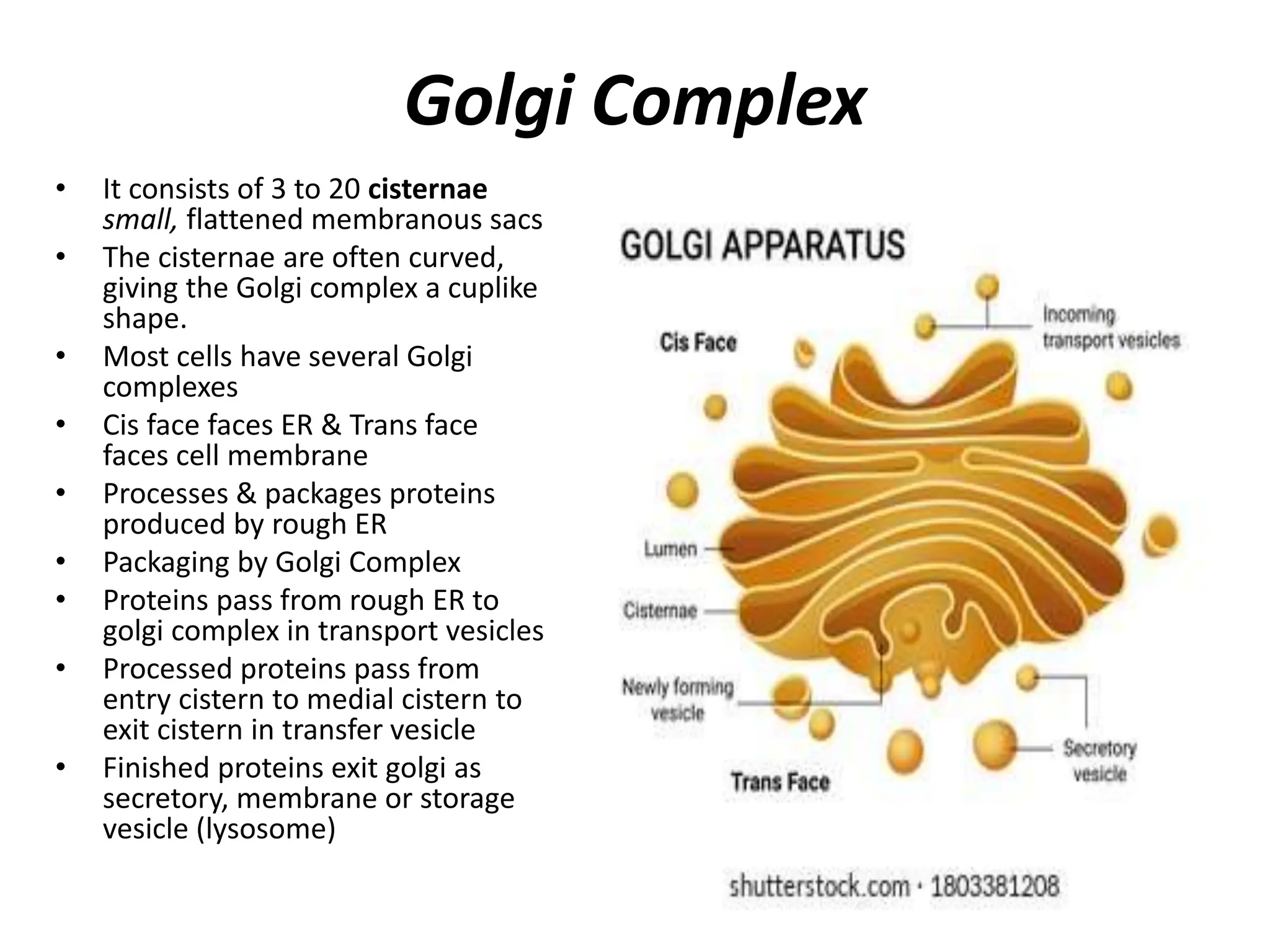 Cell (Cellular level of organization) for B.Pharm Sem 1st.pptx