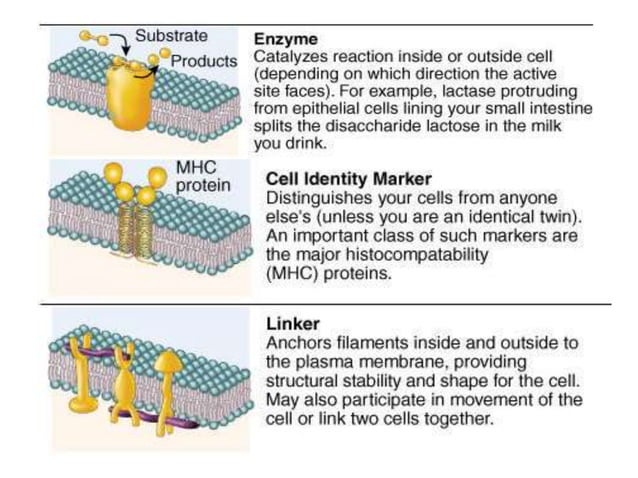 Cell (Cellular level of organization) for B.Pharm Sem 1st.pptx ...