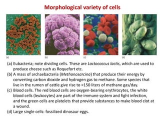 Cell wall is a part of cell structure that covers it from outside | PPT