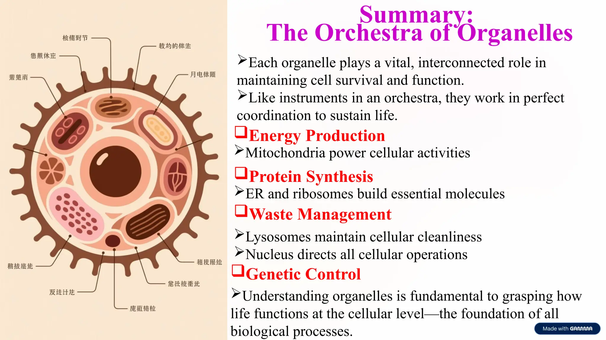 The Cell & Cell Cycle-detailed structure and function of organelles.pptx