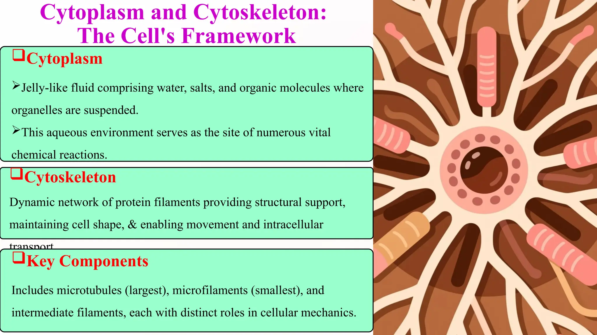 The Cell & Cell Cycle-detailed structure and function of organelles.pptx